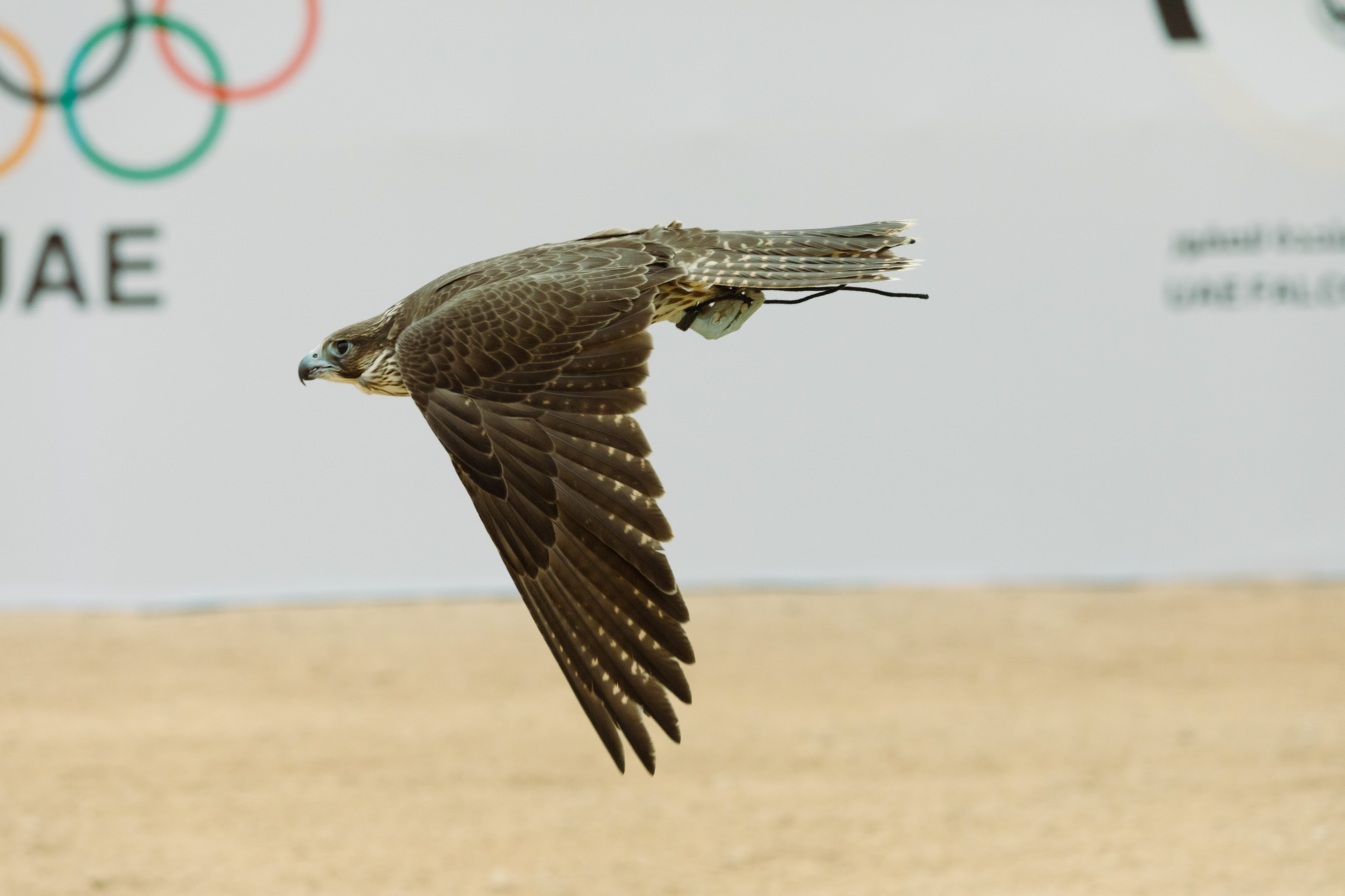 Etihad Cup for Falcon Races to start on 13 December in Dubai